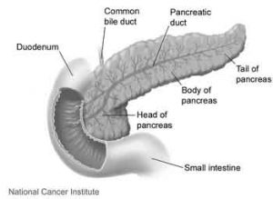Pancreas and Digestion | Baseline of Health Foundation