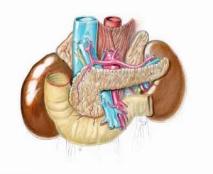 Pancreas and Digestion | Baseline of Health Foundation