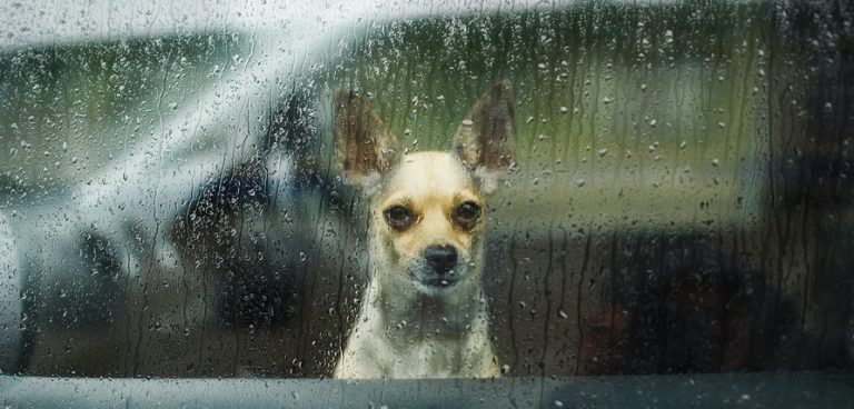 Sedating the Dog | Baseline of Health Foundation